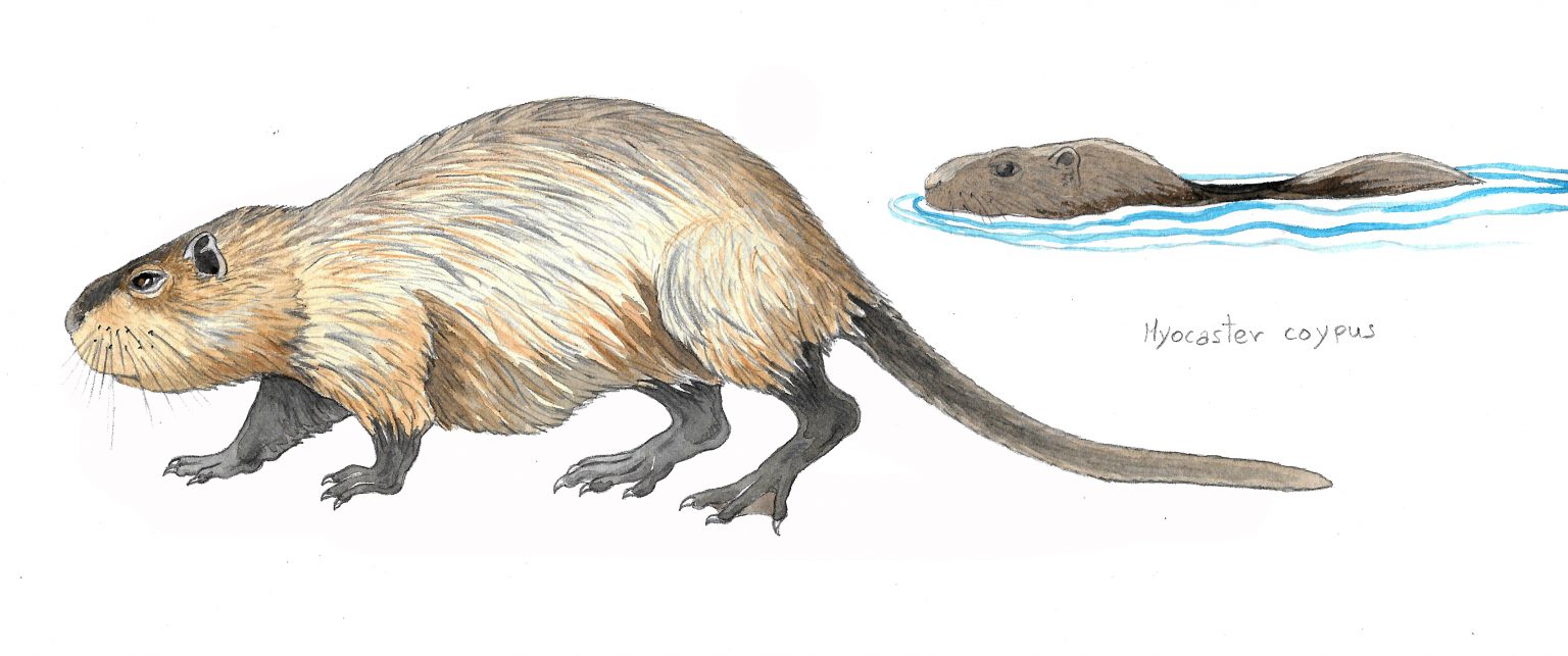 Coypu - Invasives.ie