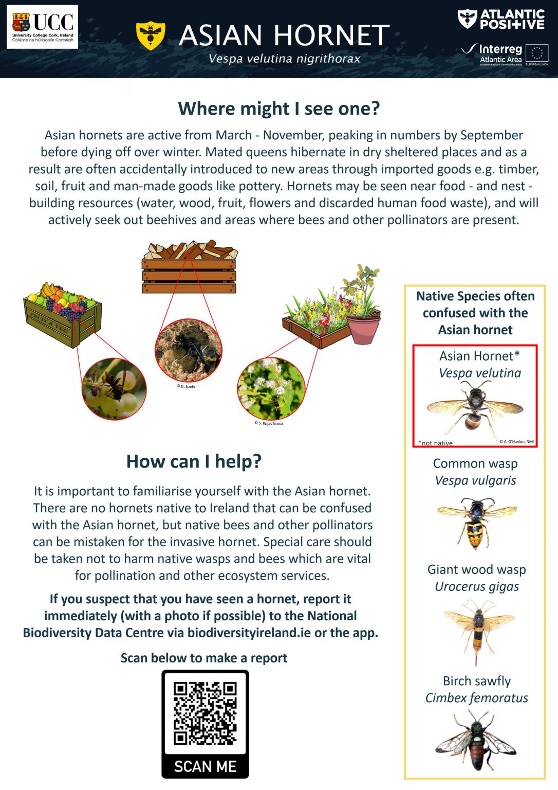 Asian hornet (aka 'Yellow-legged hornet') - Invasives.ie