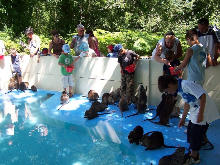 Coypu - Invasives.ie