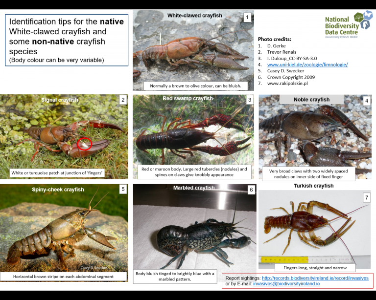 Crayfish plague - Invasives.ie