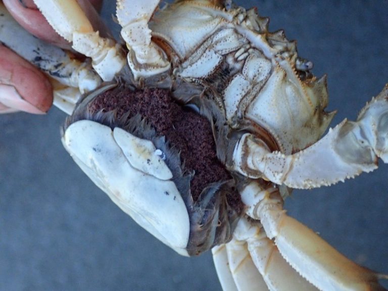 Chinese mitten crab - Invasives.ie