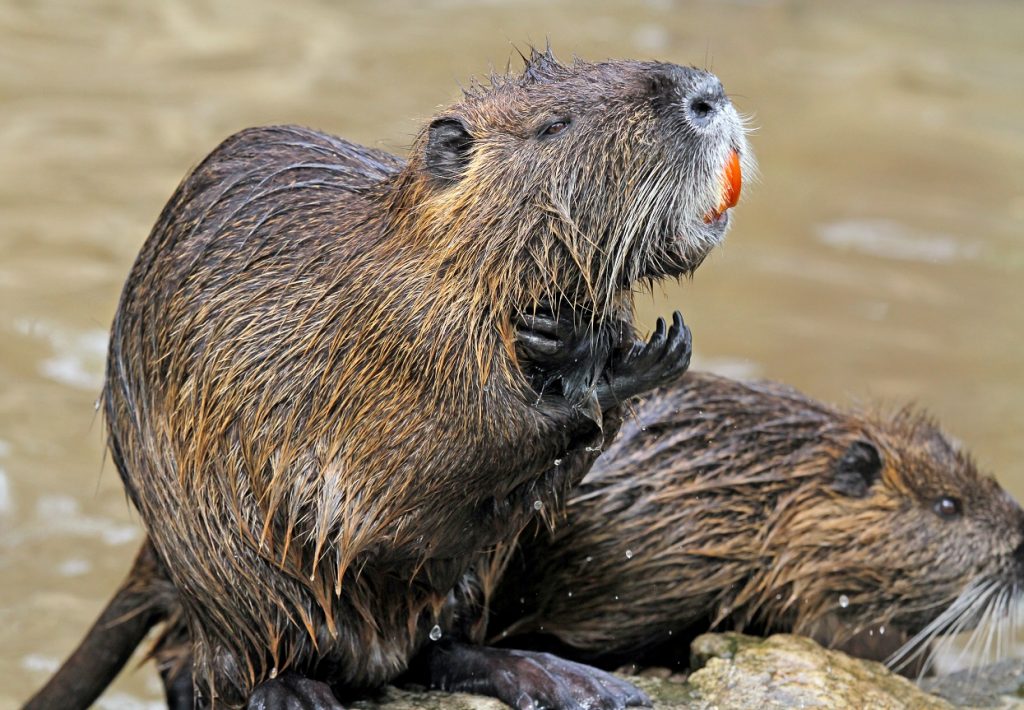 Coypu - Invasives.ie