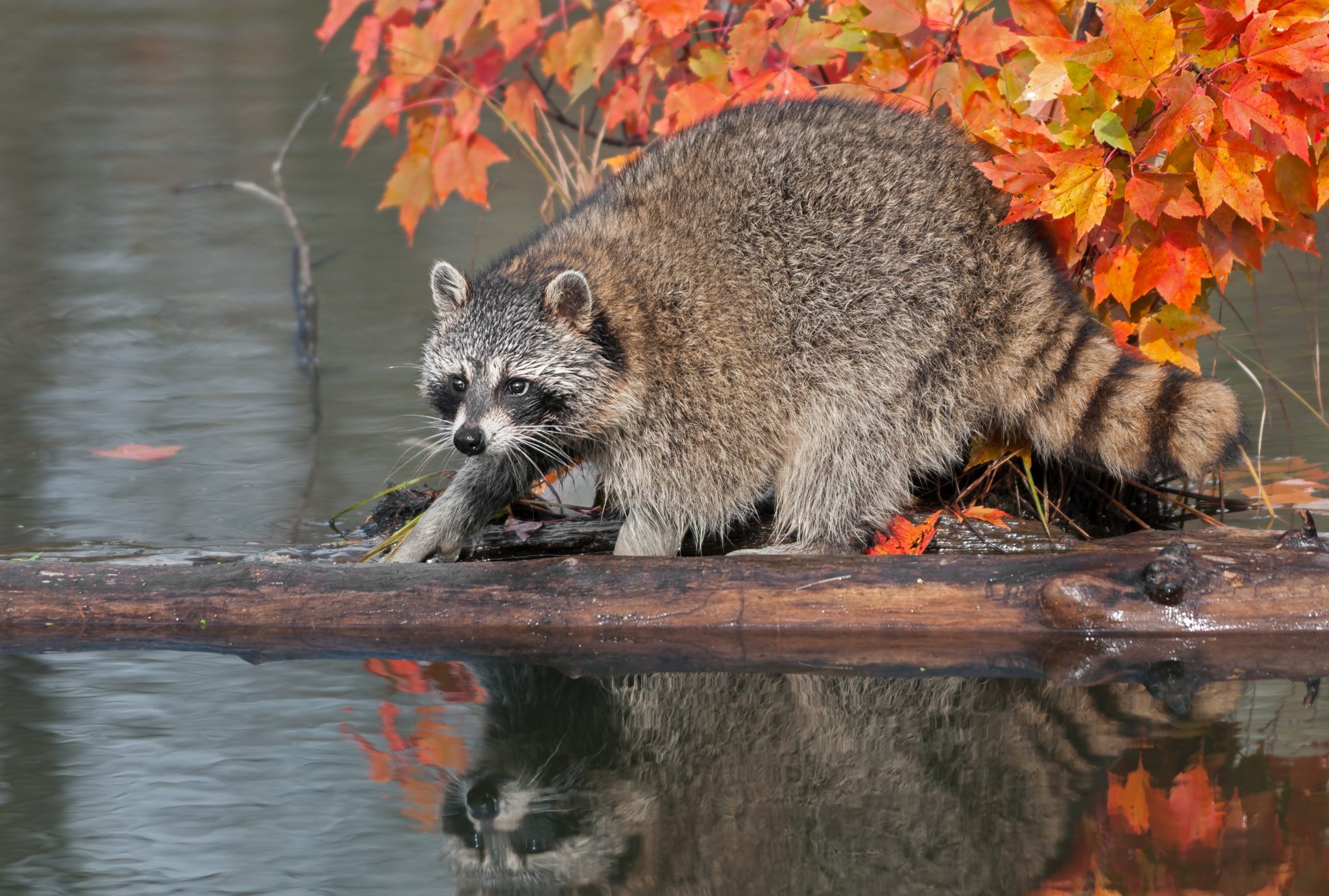 Raccoon - Invasives.ie