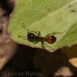 22 new additions to the list of Invasive Alien Species of Union Concern ...