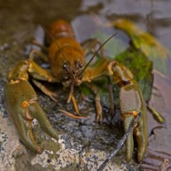 22 new additions to the list of Invasive Alien Species of Union Concern ...