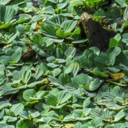 22 new additions to the list of Invasive Alien Species of Union Concern ...