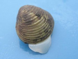Asian clam - Invasives.ie