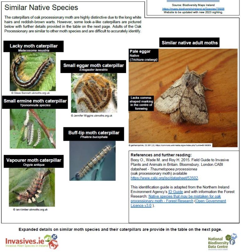 Oak Processionary Moth - Invasives.ie