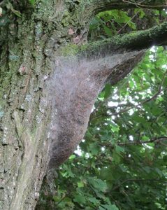 Oak Processionary Moth - Invasives.ie