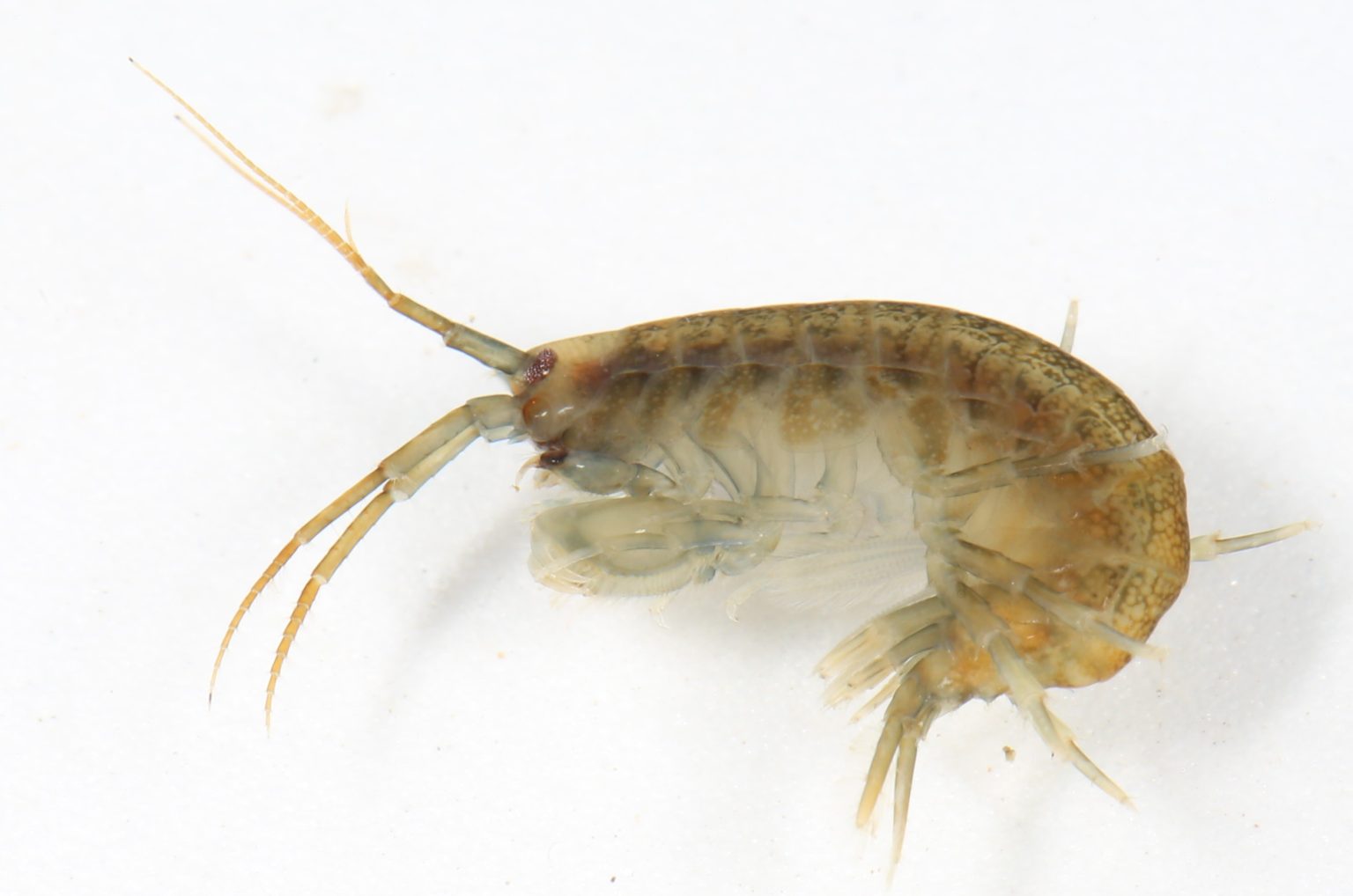 Demon shrimp - Invasives.ie