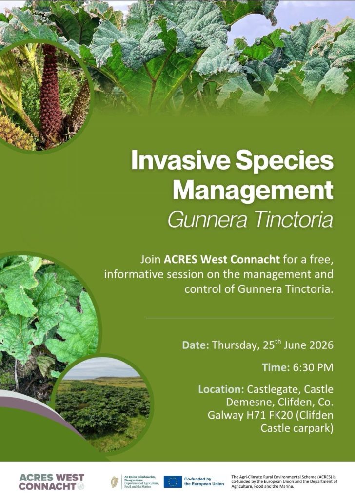 Invasive Species Management - Gunnera Tinctoria - Invasives.ie